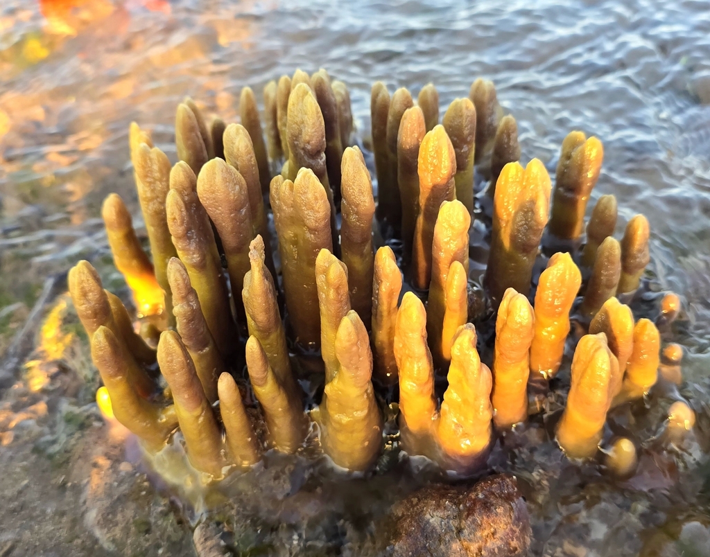 Sponges from Port Hedland, WA, Australia on May 8, 2024 at 05:15 PM by ...