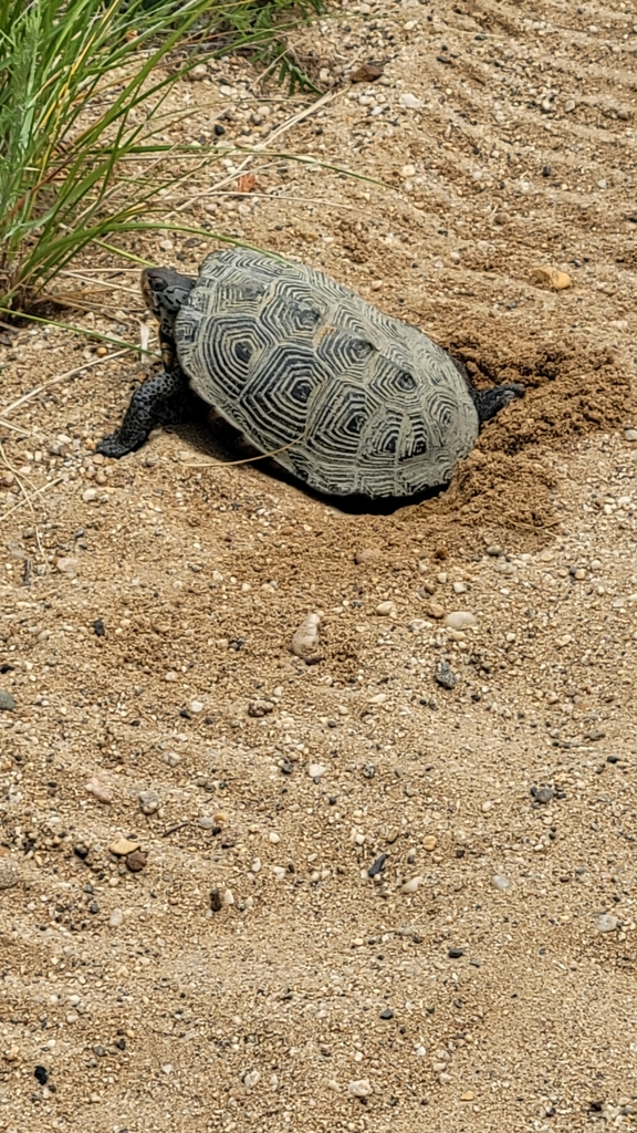 Northern Diamondback Terrapin in June 2023 by Jack Fiore. Laying eggs ...