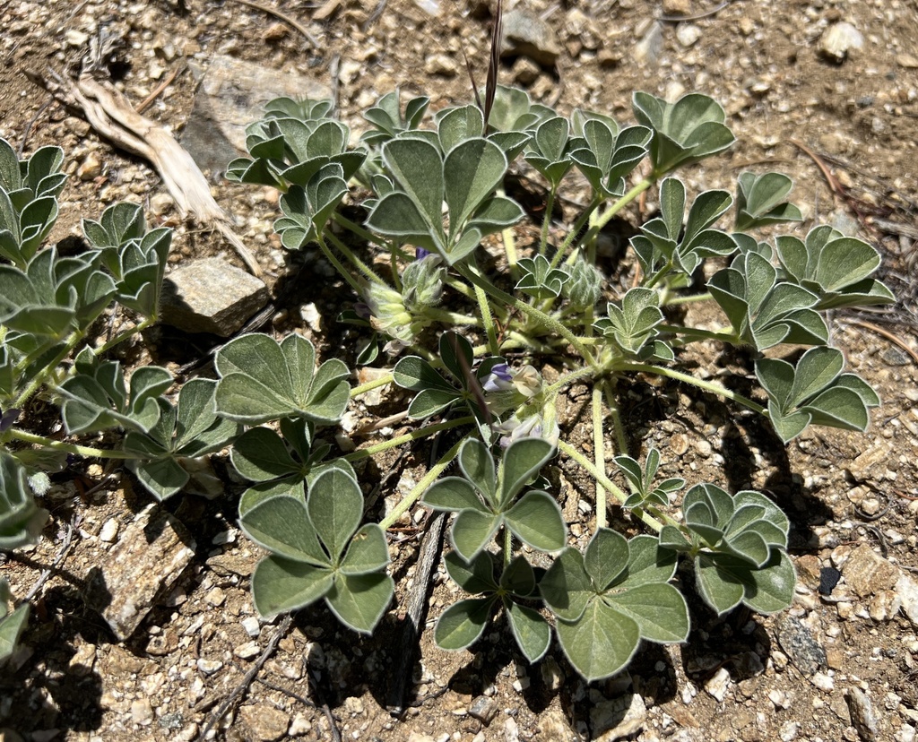 California Indian breadroot from Santa Rosa and San Jacinto Mountains ...