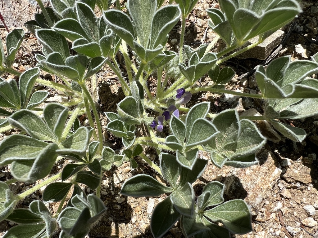 California Indian breadroot from Santa Rosa and San Jacinto Mountains ...