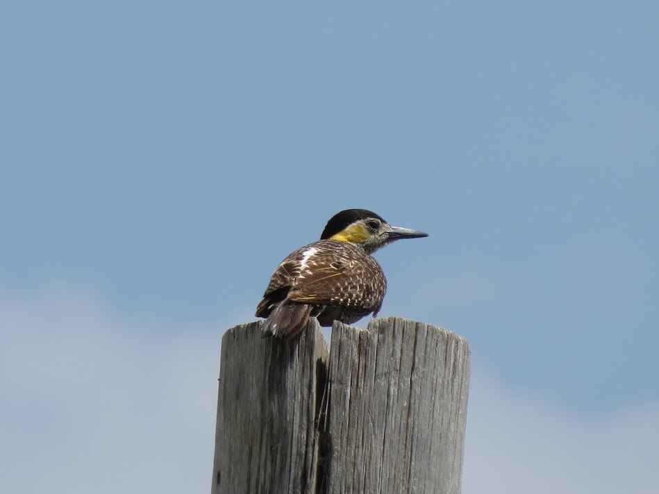 Field Flicker from Punta Indio, Provincia de Buenos Aires, Argentina on ...