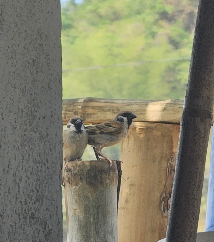 Eurasian Tree Sparrow from 3Q98+P5X, Agno, Pangasinan, Philippines on ...