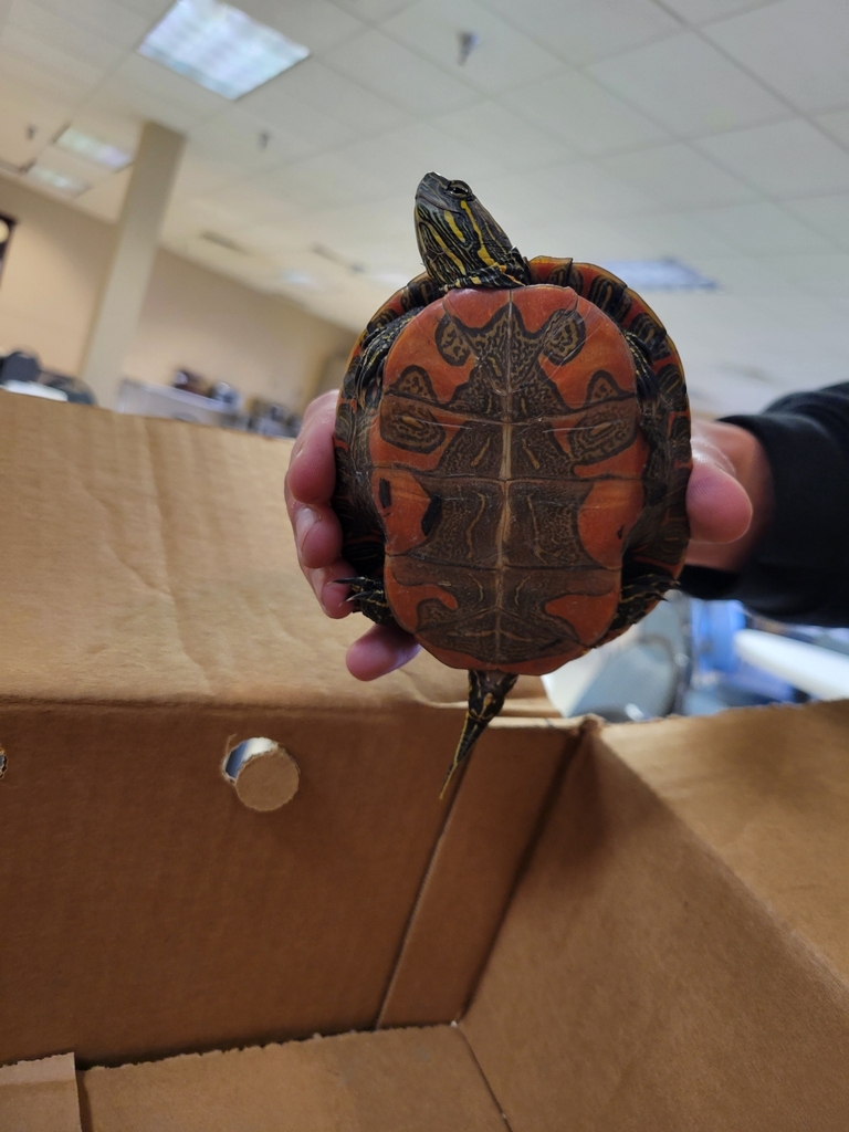 Painted Turtle from G, NE 68434, USA on April 23, 2024 at 04:18 PM by ...