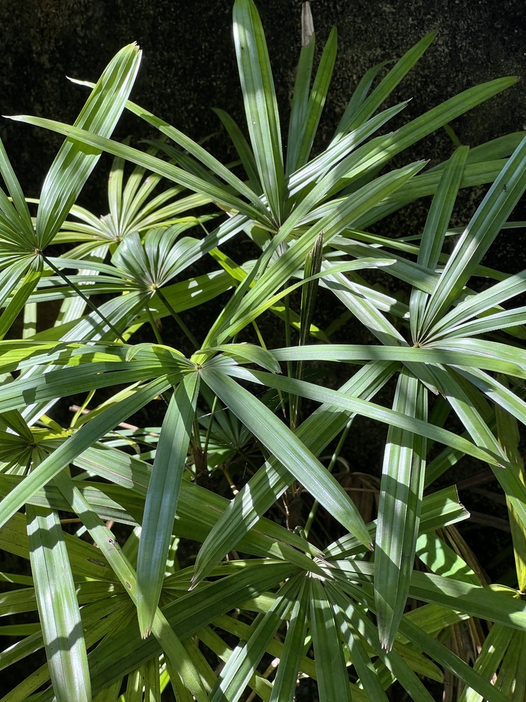 Little Lady Palm from Jalan Anggerik, Segamat, Johore, MY on May 09 ...