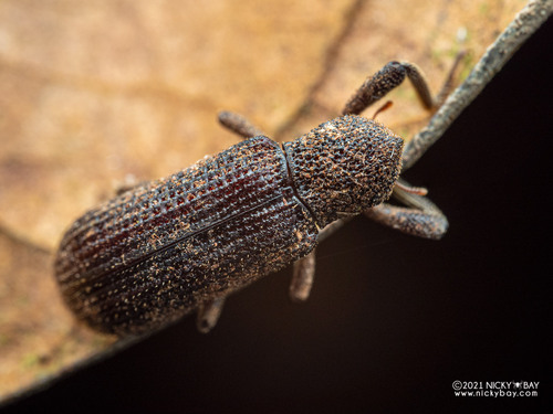 Stenochinus conicus · iNaturalist