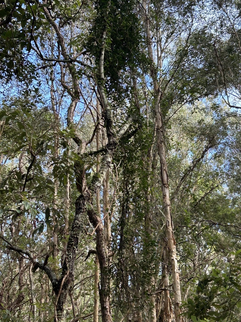 Catclaw vine from Karawatha Forest Park Area, Drewvale, QLD, AU on May ...