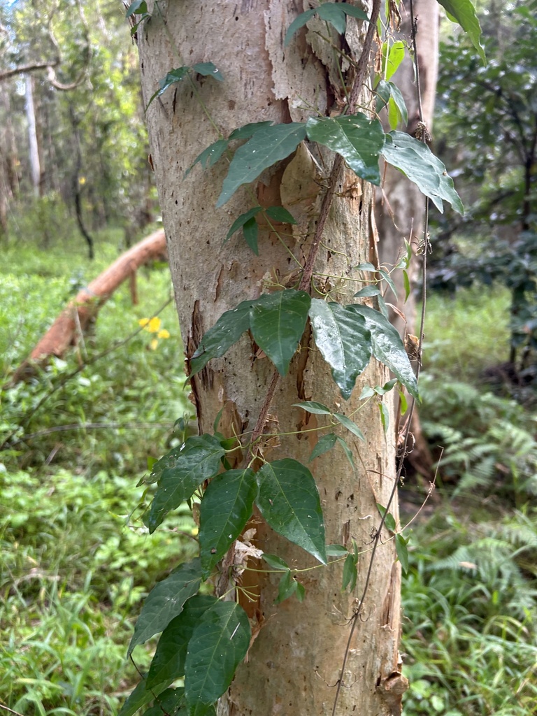 Catclaw vine from Karawatha Forest Park Area, Karawatha, QLD, AU on May ...
