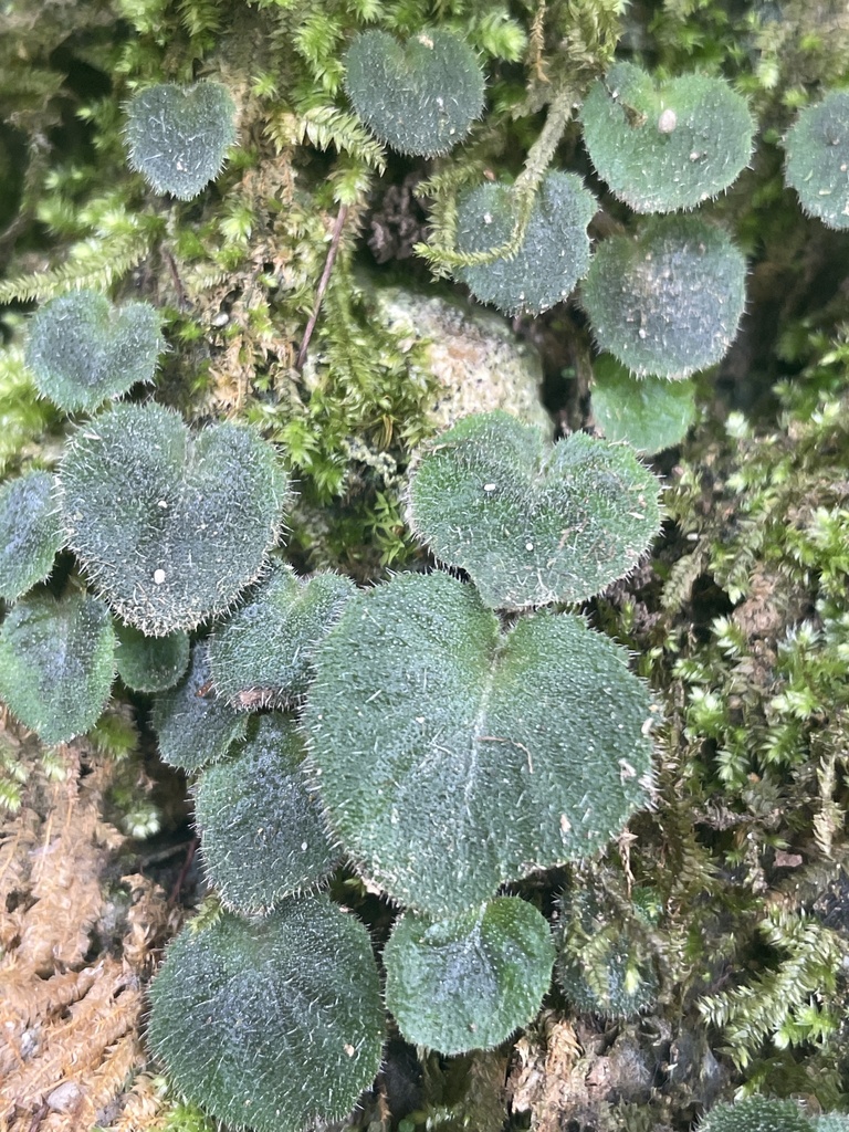 Epithema ceylanicum from 臺灣島, 楠西區, TNN, TW on May 9, 2024 at 01:25 PM ...