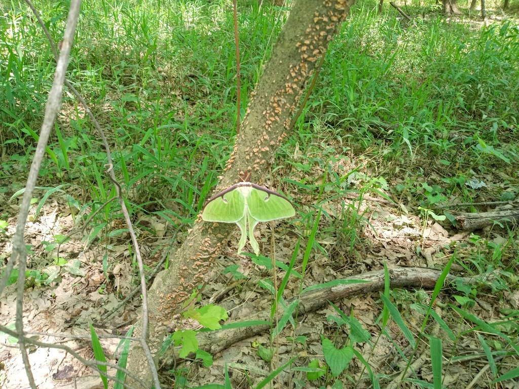 North American Luna Moth from Stanton, TN 38069, USA on April 24, 2024 ...