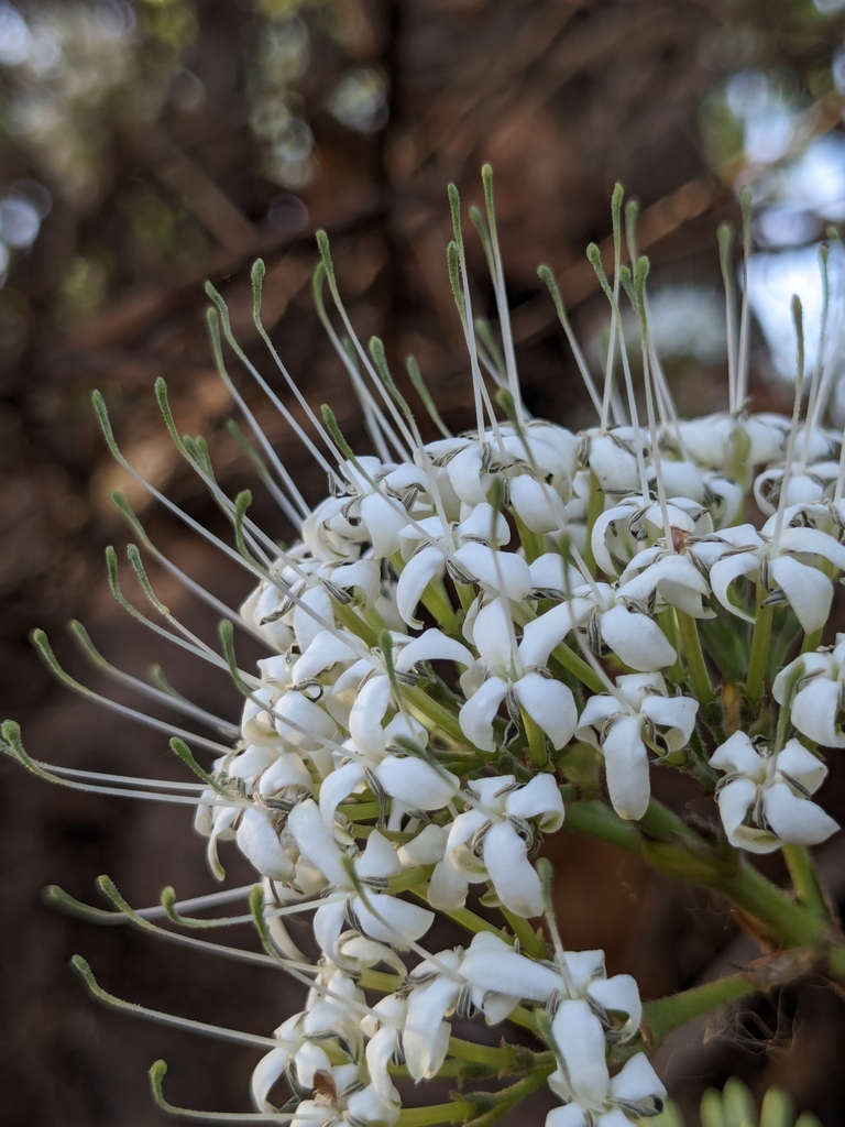Pavetta from Kosumb, Maharashtra 415804, India on May 2, 2024 at 05:34 ...