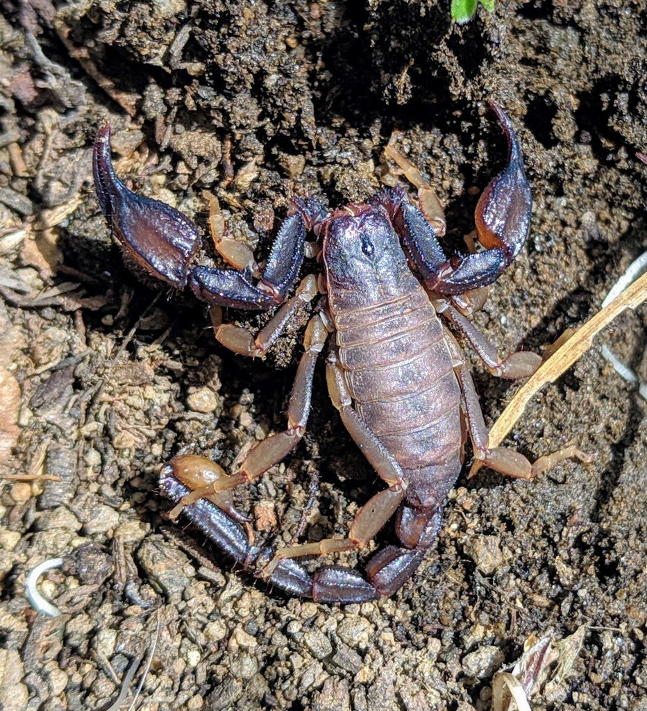 Western Forest Scorpion in April 2019 by Matt Gruen. Kern plateau ...