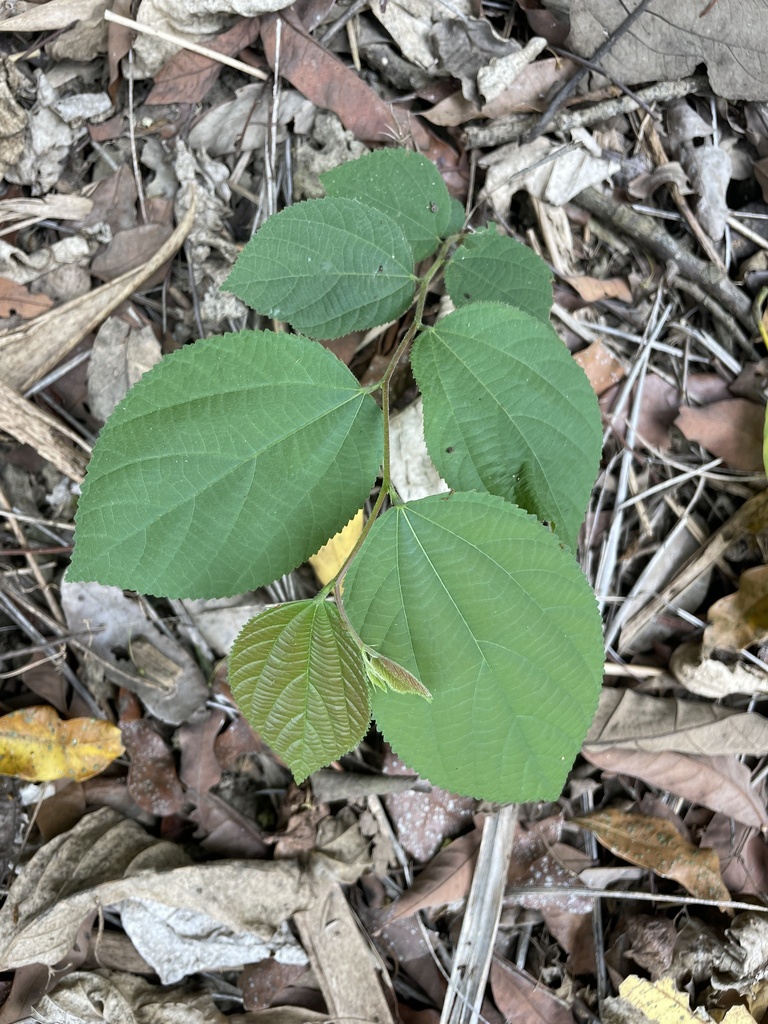 Muku Tree from 臺灣島, 楠西區, TNN, TW on May 9, 2024 at 03:59 PM by willie ...