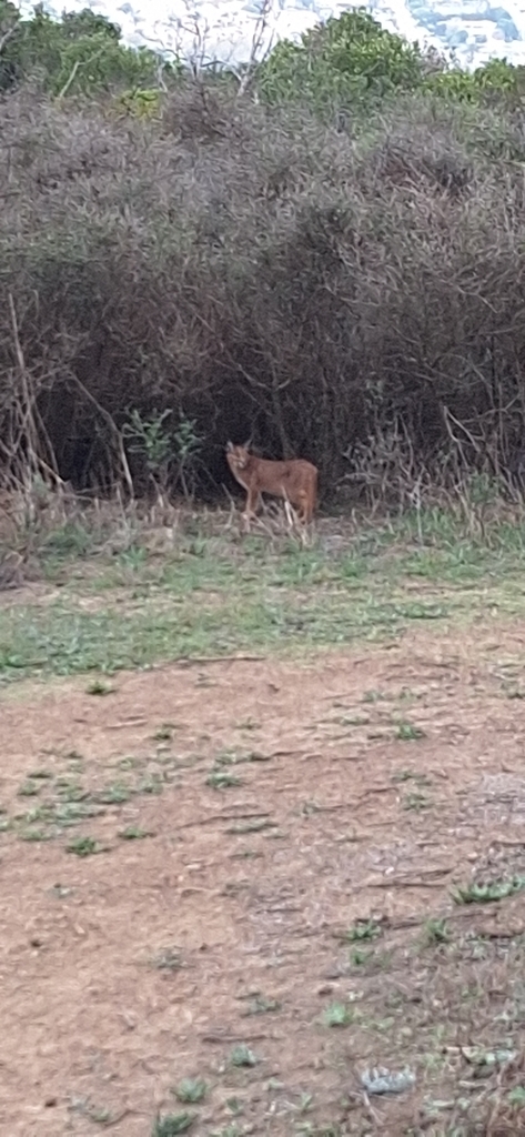 Southern and Eastern African Caracal from City of Cape Town, ZA-WC, ZA ...