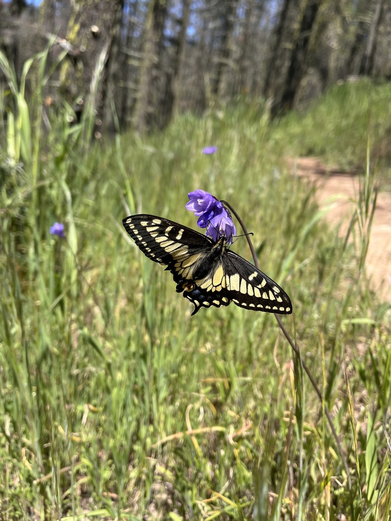 Anise Swallowtail in May 2024 by Jack sertz · iNaturalist
