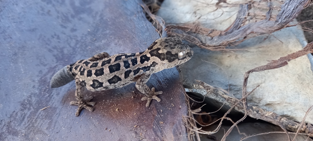 Spotted Thick-toed Gecko from Montagu, 6720, South Africa on May 9 ...