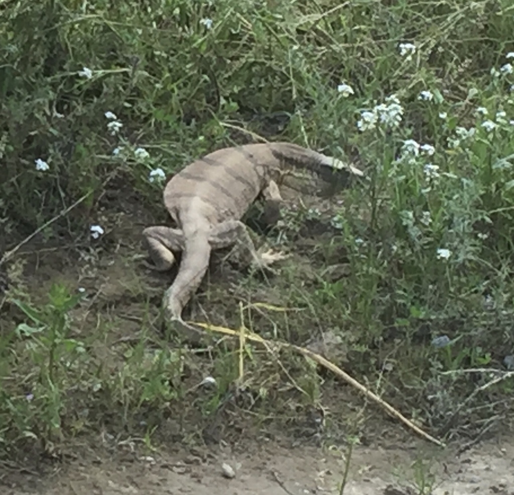Caspian Monitor from The Trail of Health, , Ahal, TM on April 27, 2019 ...