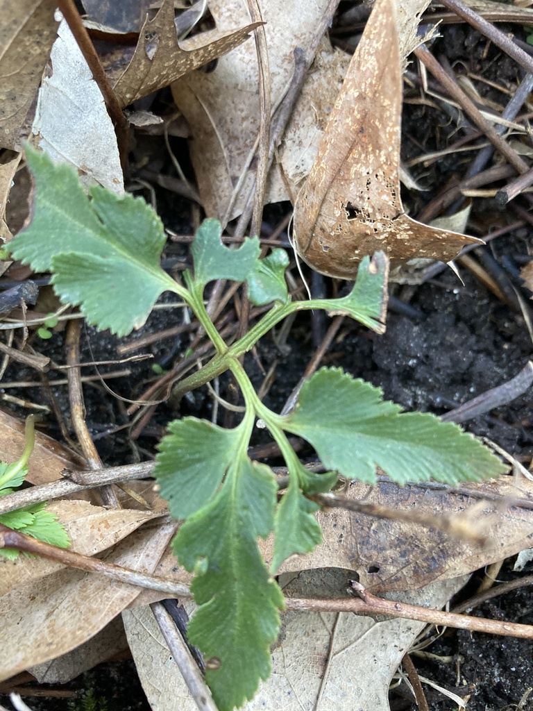 Cutleaf Grapefern in May 2024 by Kara · iNaturalist