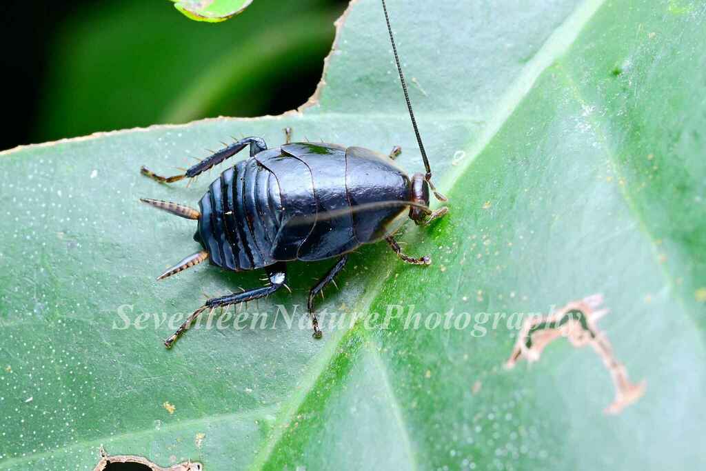 Giant and Wood Cockroaches from 中国云南省西双版纳傣族自治州景洪市 on April 29, 2024 at ...