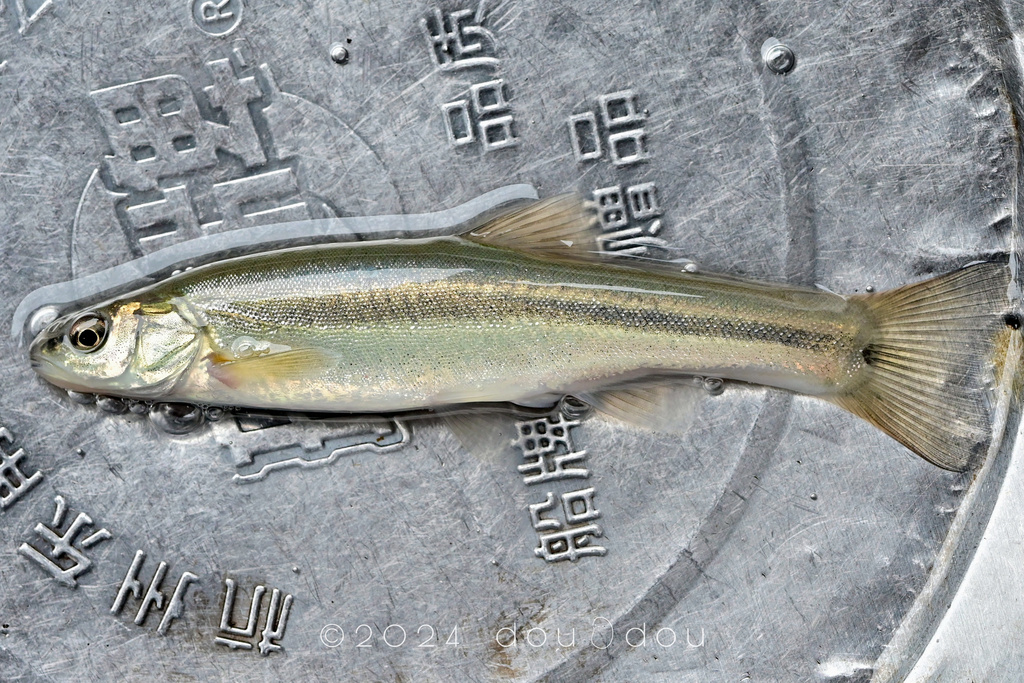Chinese Minnow from 中国浙江省衢州市衢江区药王山 on April 04, 2024 at 10:10 AM by Fan ...