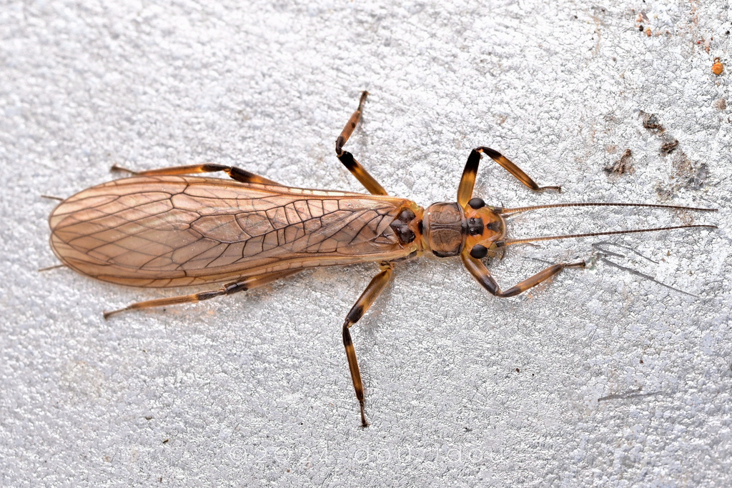 Tropical Stoneflies from 中国浙江省衢州市衢江区药王山 on April 4, 2024 at 10:28 AM by ...