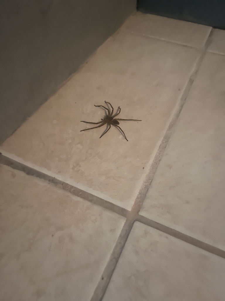 Pantropical Huntsman Spider from Puerto Rico, Guánica, PR, US on May 9 ...