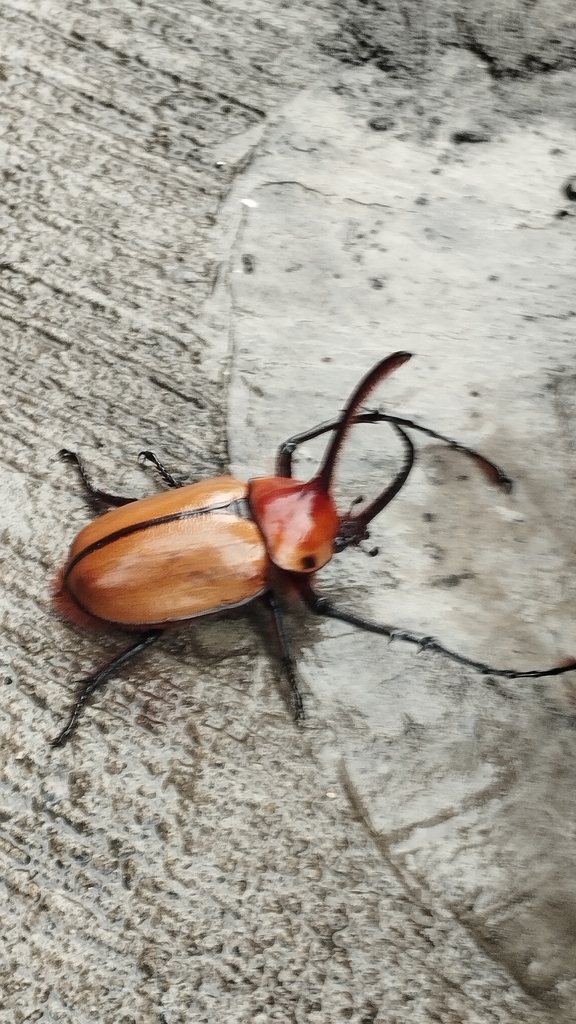 Caliper beetle from San Pedro, Medellín, Medellin, Antioquia, Colombia ...
