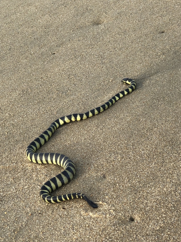 Annulated Sea Snake from Bay of Bengal, TN, IN on May 9, 2024 at 04:40 ...