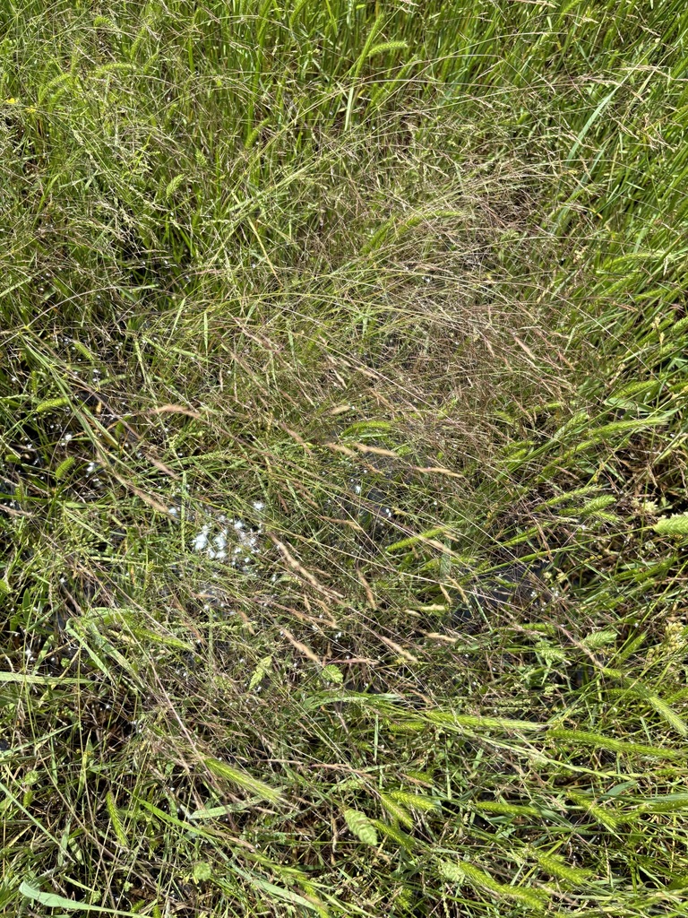 Winter Bentgrass from Bryan County, OK, USA on May 8, 2024 at 02:02 PM ...