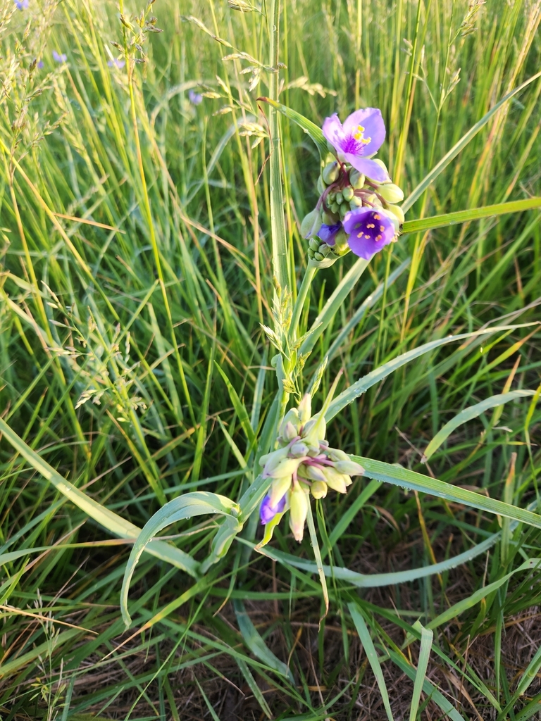 bluejacket from Jenks, OK 74037, USA on May 9, 2024 at 06:56 AM by ...