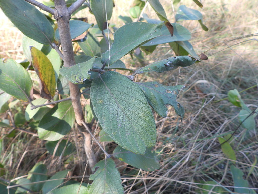 Velvet Bushwillow from Hazelmere, Ethekwini, 4339, South Africa on May ...