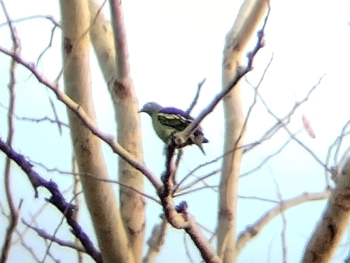 Subspecies Treron axillaris axillaris · iNaturalist