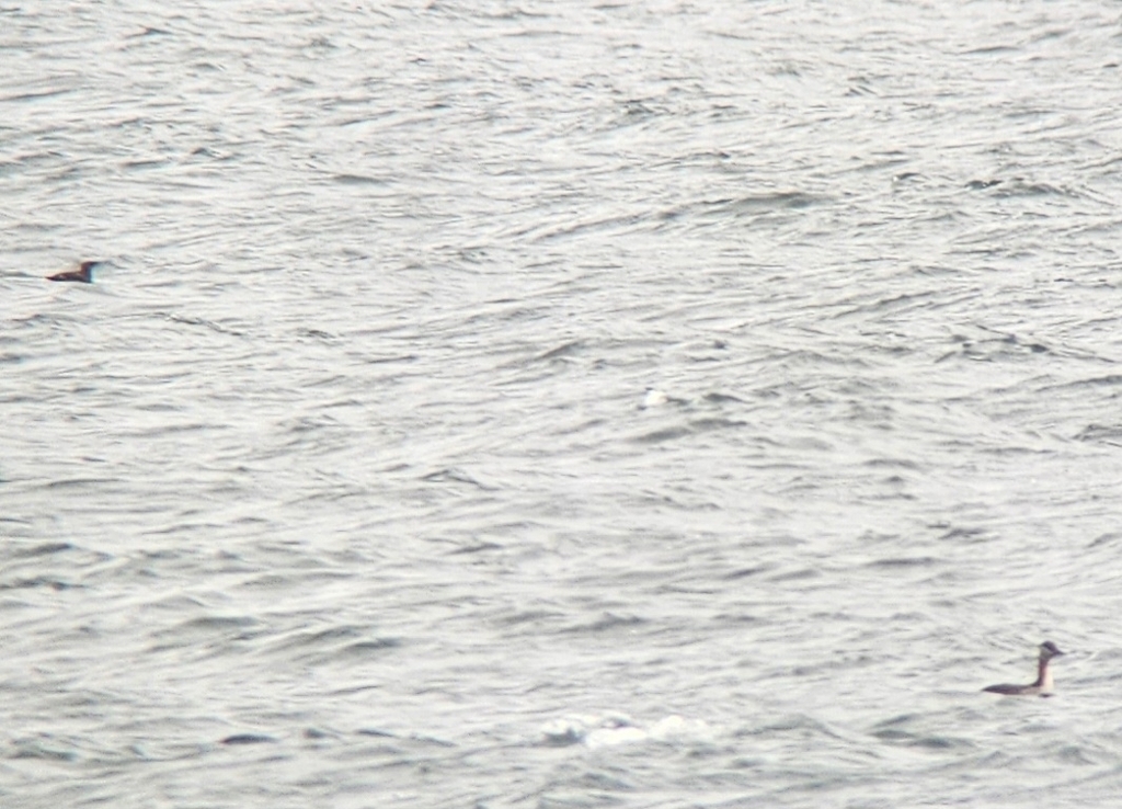 Red-necked Grebe from Capital, BC, Canada on May 6, 2024 at 02:31 PM by ...