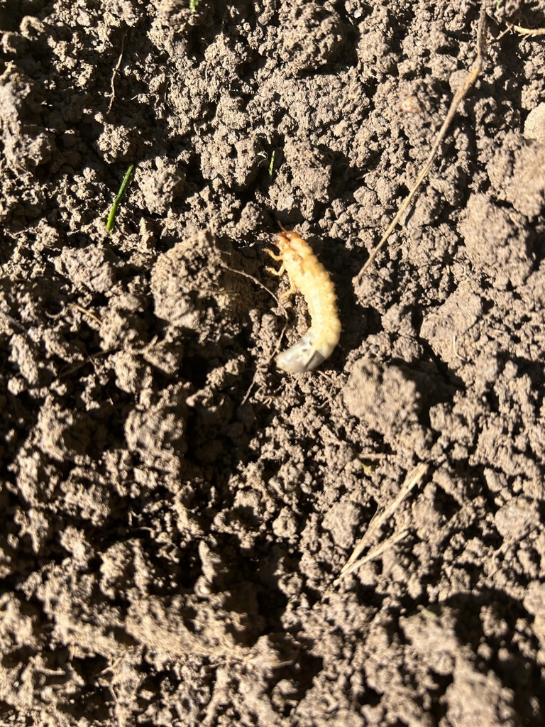 Common Green June Beetle from Hayes St, Merriam, KS, US on May 9, 2024 ...