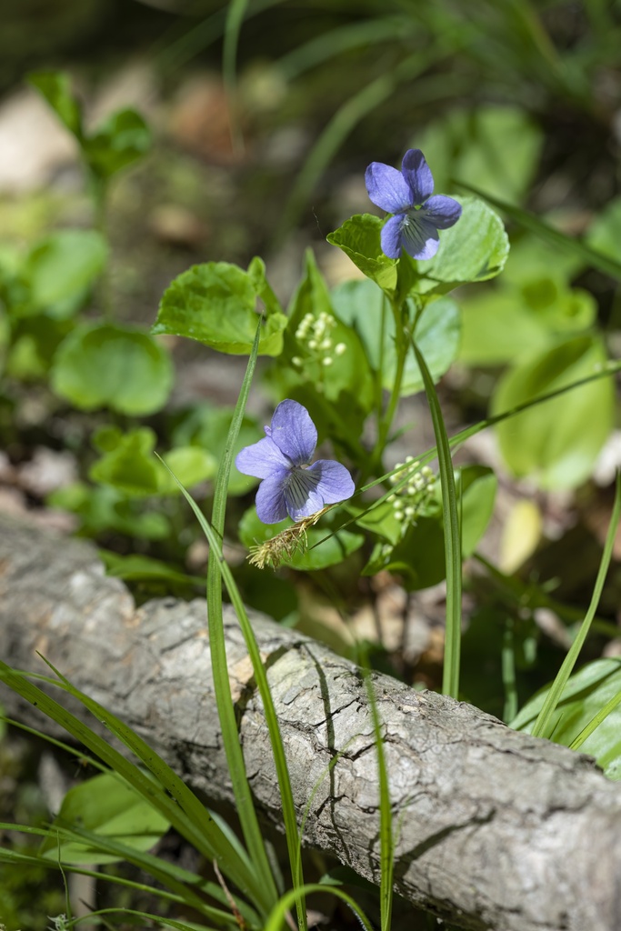 Labrador violet from New Paltz, NY, US on May 7, 2024 at 02:38 PM by ...