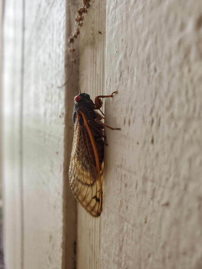 Riley's 13-Year Cicada from Huntsville, AL 35802, USA on May 9, 2024 at ...