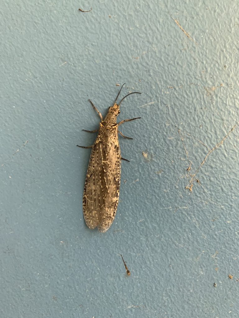 Dobsonflies and Fishflies from Findley State Park, Wellington, OH, US ...