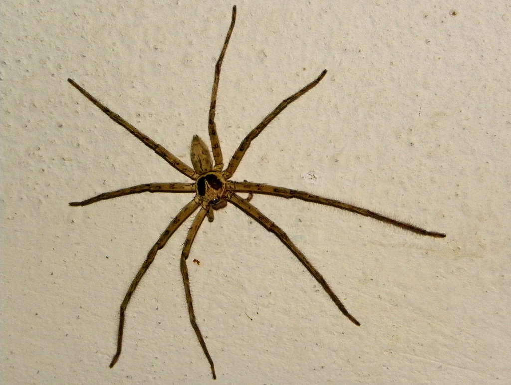 Pantropical Huntsman Spider from Kapasdanga P, Chinsurah, West Bengal ...