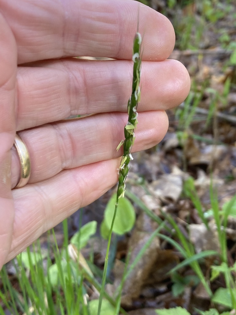 White-grained Mountain-ricegrass from Simcoe, Ontario, Canada on May 9 ...