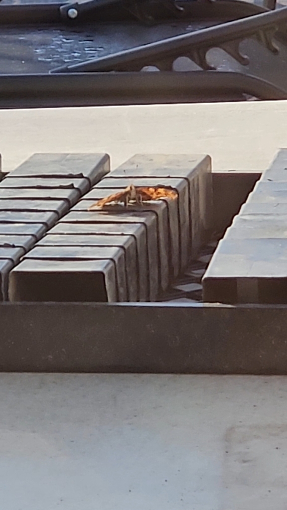 Commas from Tippecanoe Township, IN, USA on May 7, 2024 at 07:37 PM by ...