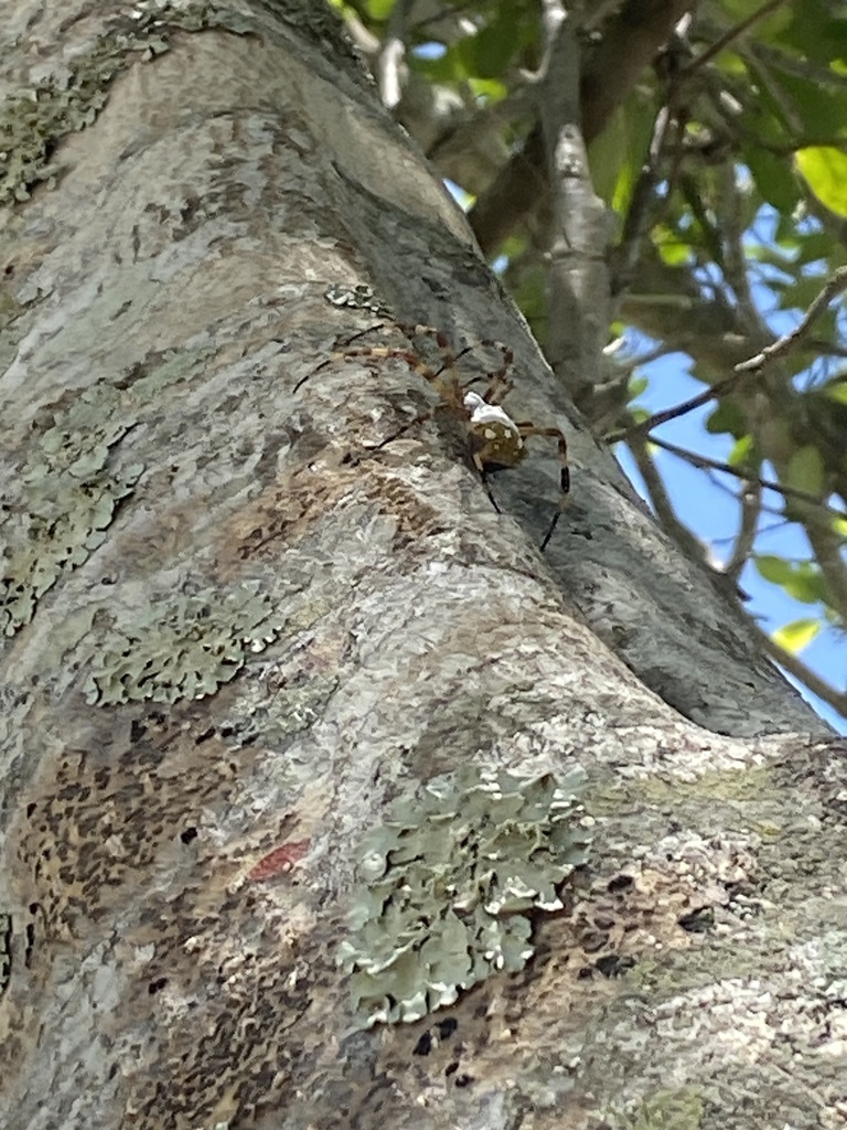 Silver Garden Orbweaver from SW 84th St, Miami, FL, US on May 9, 2024 ...