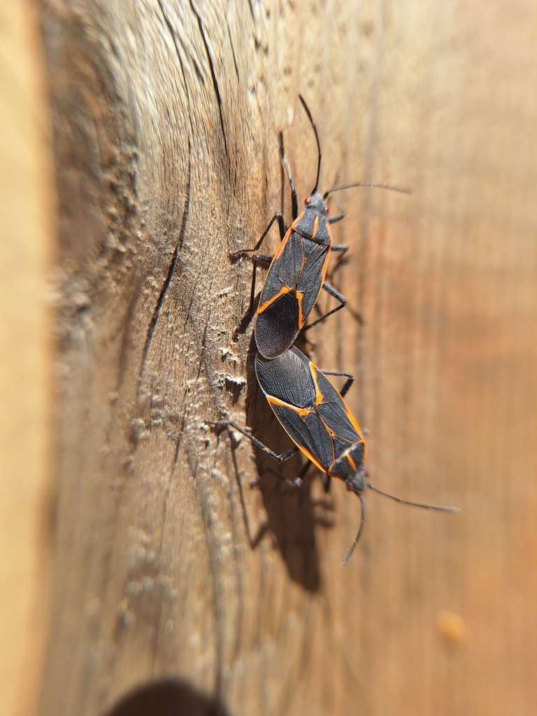 Eastern Boxelder Bug from Montréal, QC H4H 1X8, Canada on May 9, 2024 ...