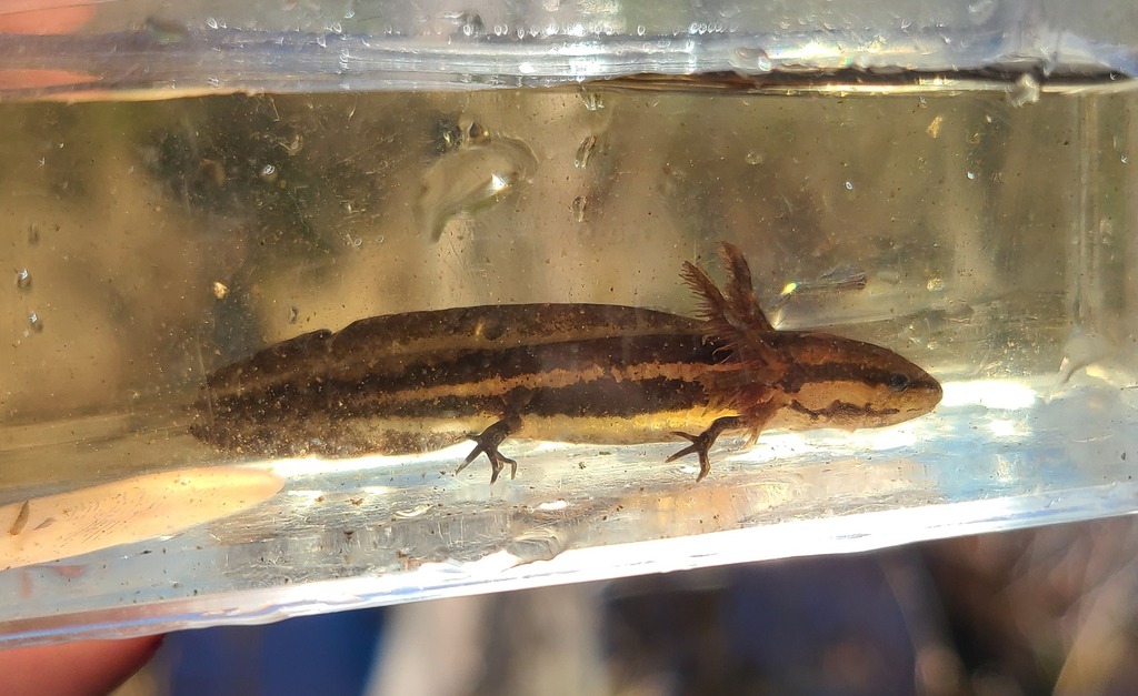 Reticulated Flatwoods Salamander in March 2023 by Owen Ridgen. Was ...