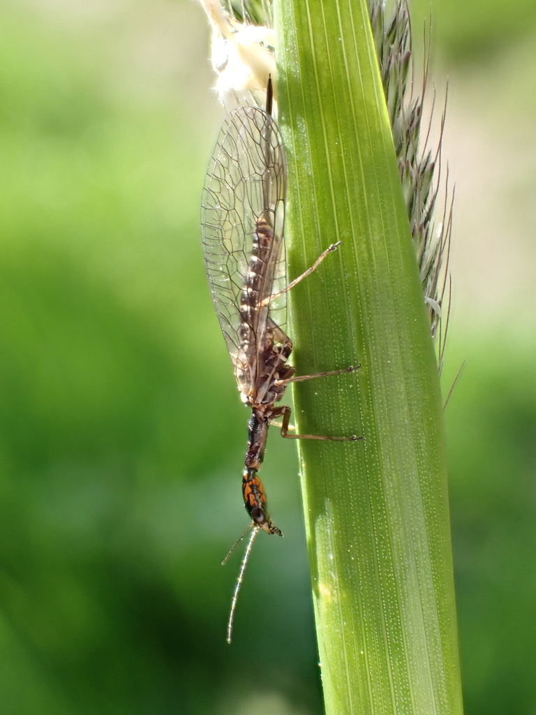 pine snakefly in May 2024 by King Chan · iNaturalist