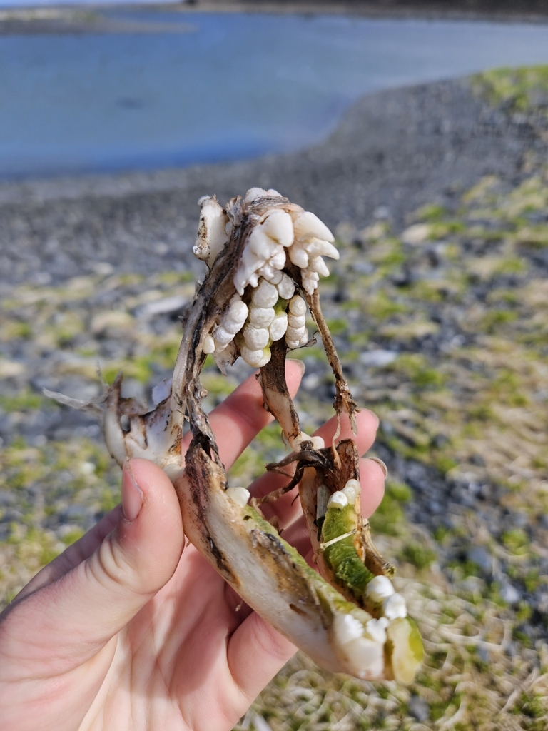 Wolf Eel from Chugach, AK, USA on May 8, 2024 at 01:27 PM by Emmylou ...