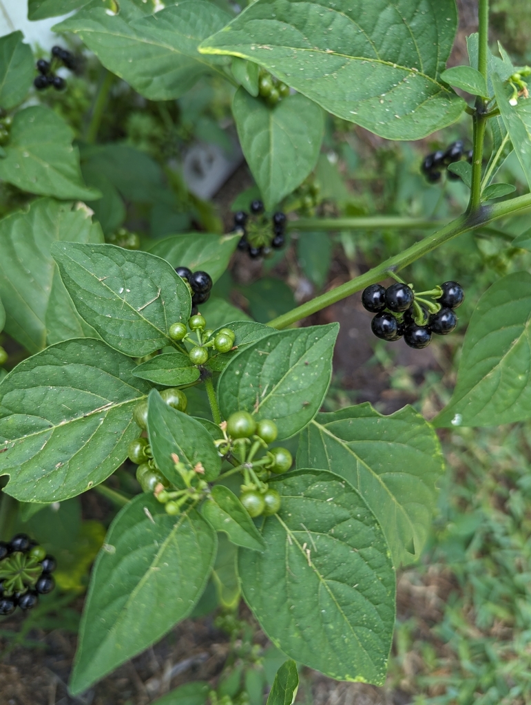 American black nightshade from Holmes Beach, FL 34217, USA on May 9 ...