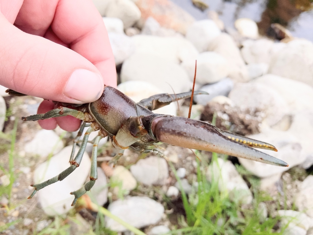 Rusty Crayfish from Neustadt, ON N0G 2M0, Canada on May 9, 2024 at 02: ...