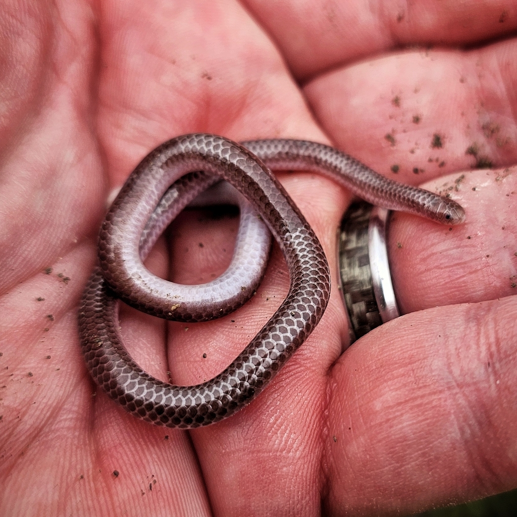 Texas Blind Snake in May 2024 by Doug Warner · iNaturalist