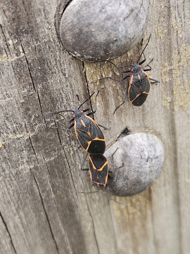Eastern Boxelder Bug from Township of Wales, MI 48027, USA on May 9 ...