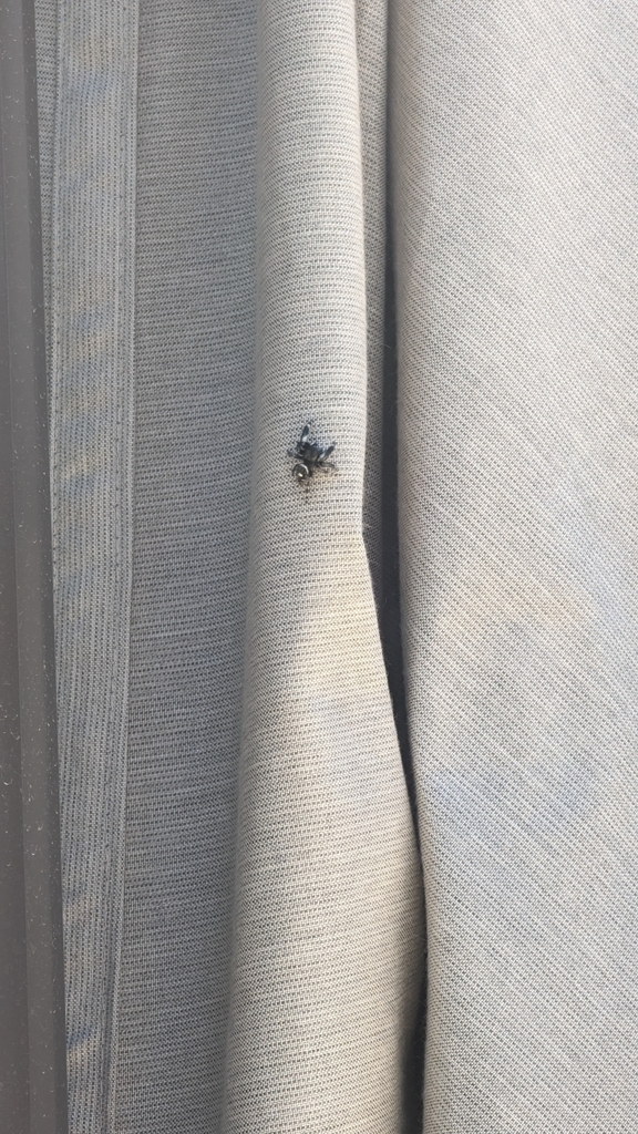 Bold Jumping Spider from Richland, WA 99352, USA on May 9, 2024 at 10: ...