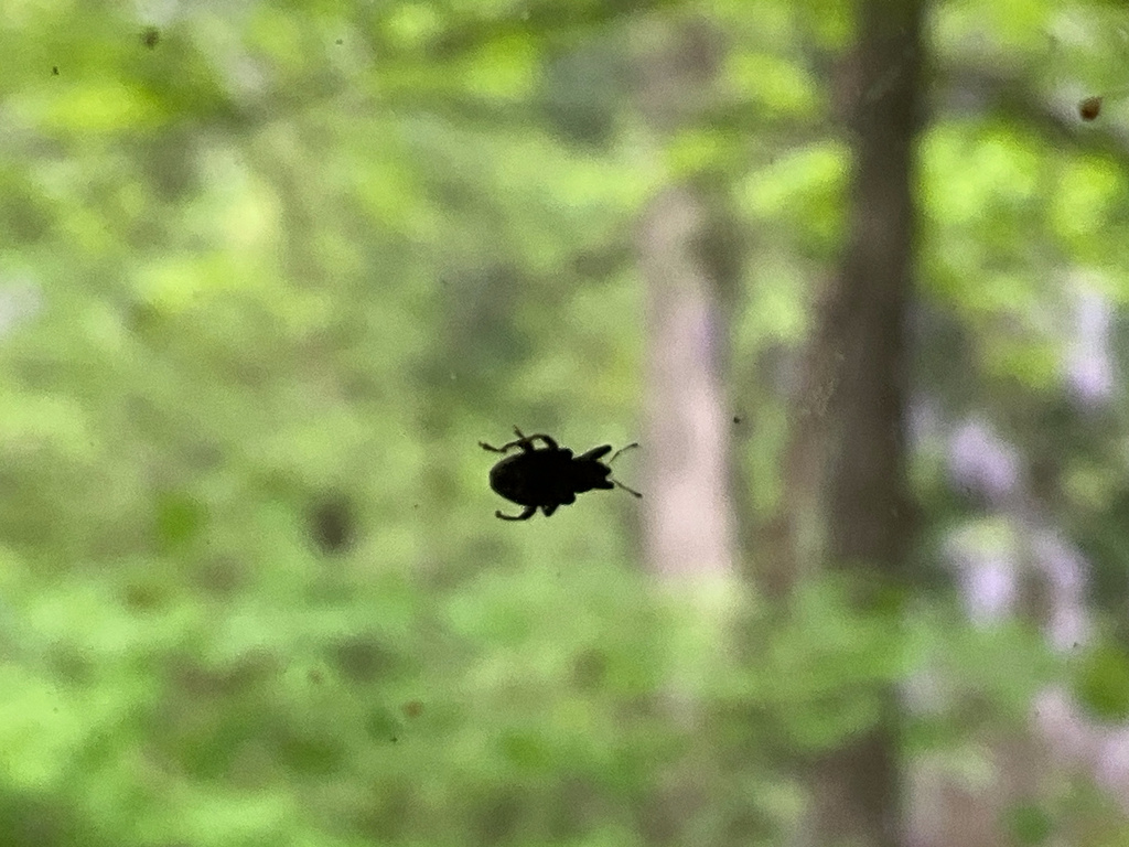 True Weevils from Carefree Ln, Wesley Hills, NY, US on May 9, 2024 at ...
